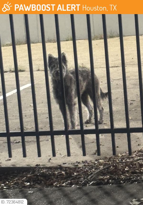 Houston, TX Stray Dog Found Near By the parking lot of the building ...