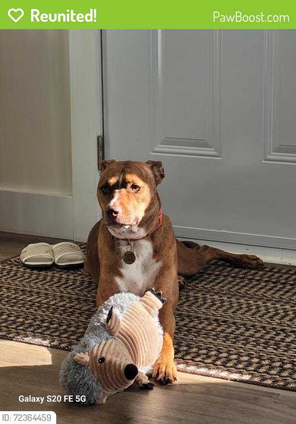 Reunited Female Dog in Boston, MA 02128 (ID: 72364459) | PawBoost
