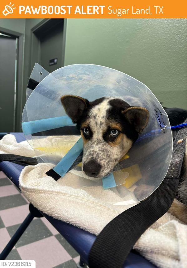 Sugar Land, TX Stray Dog Found Near Sugarland, TX | PawBoost