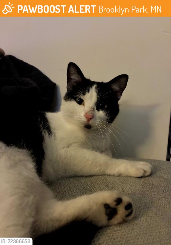 Brooklyn Park, MN Stray Female Cat Found Near Autumn Ridge apmts, 63rd ...