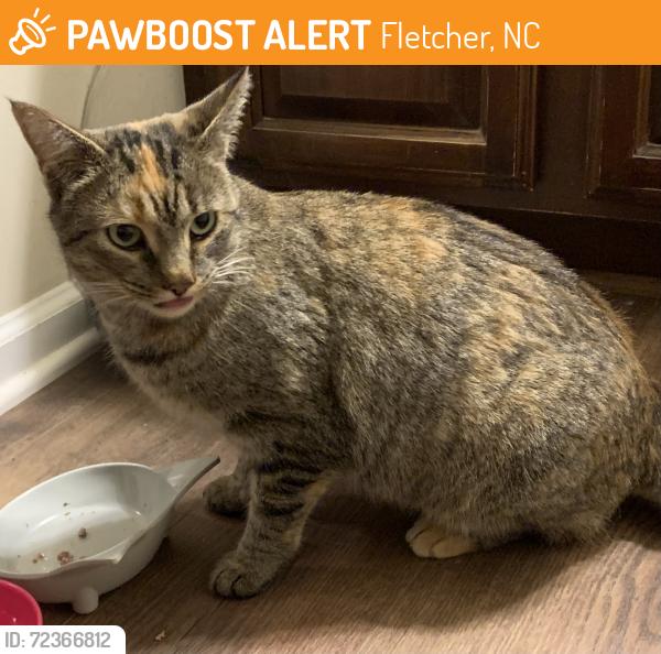 Fletcher, NC Stray Female Cat Found Near River Stone neighborhood ...