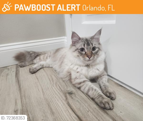 Orlando, FL Stray Male Cat Found Near Turkey Lake Rd. | PawBoost