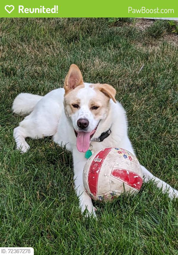 Reunited Male Dog in Appleton, WI 54911 (ID: 72367278) | PawBoost