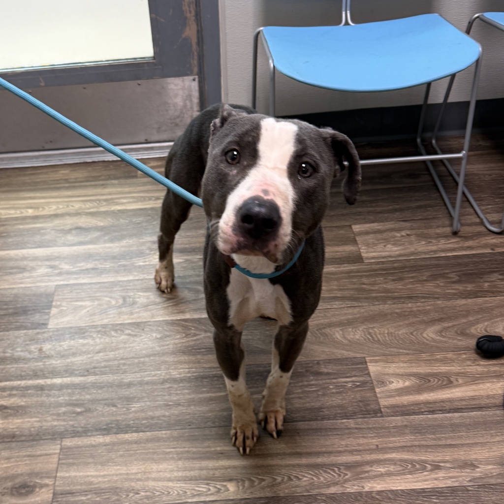 San Diego, CA Lost Female Dog, Kuromi Is Missing | PawBoost