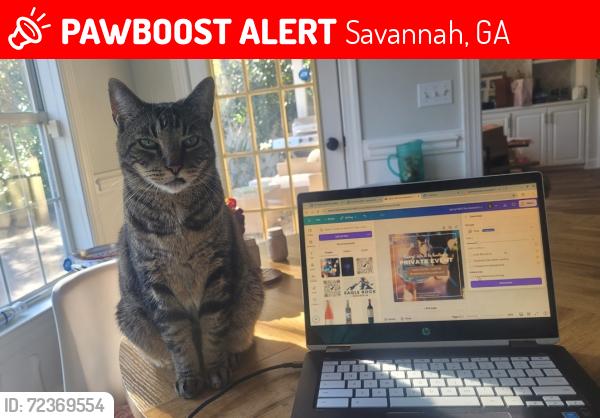Savannah, GA Lost Male Cat, Cedric Is Missing | PawBoost