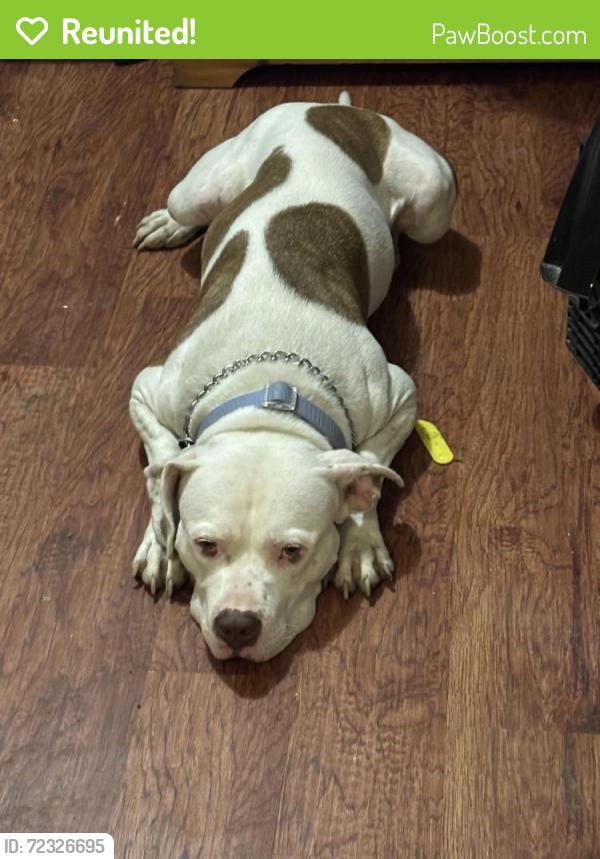 Reunited Male Dog in Columbus, OH 43227 (ID: 72326695) | PawBoost