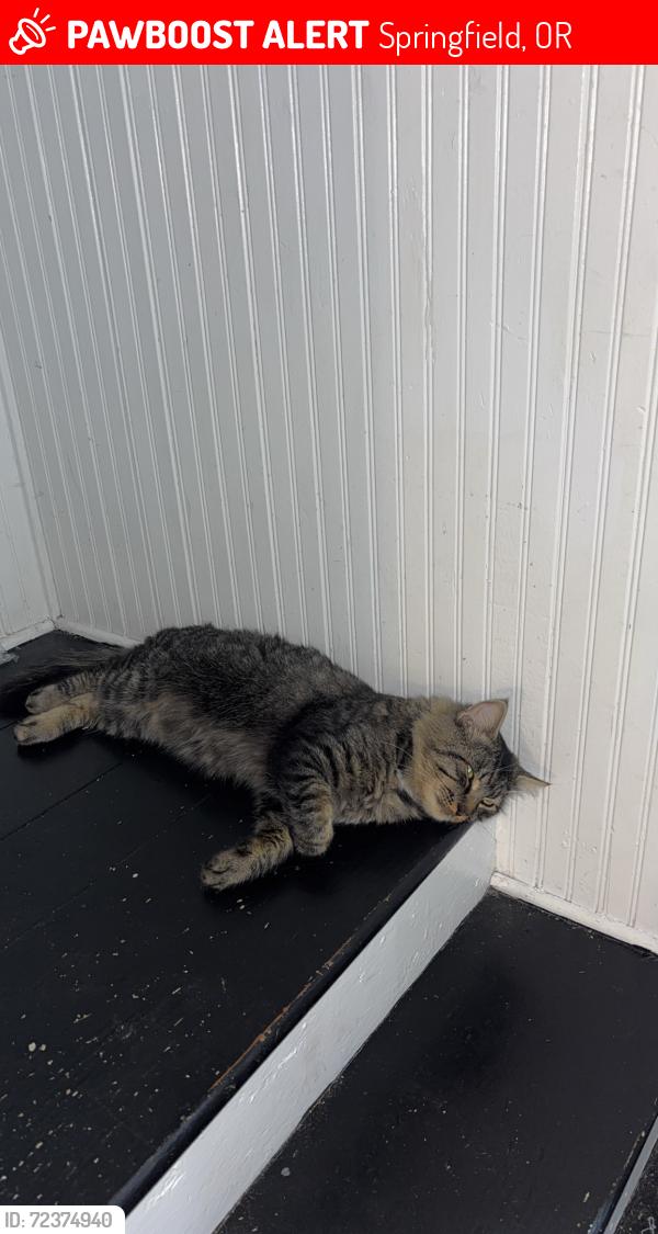 Springfield, OR Lost Male Cat, Rome Is Missing | PawBoost