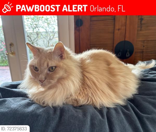Orlando, FL Lost Male Cat, Zookie Is Missing | PawBoost