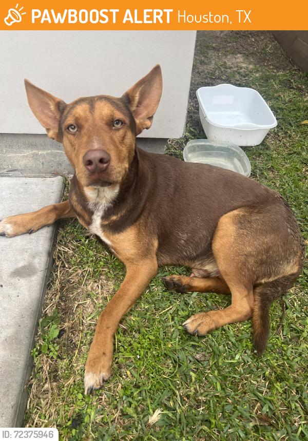 Houston, TX Stray Male Dog Found Near Crosstimbers | PawBoost
