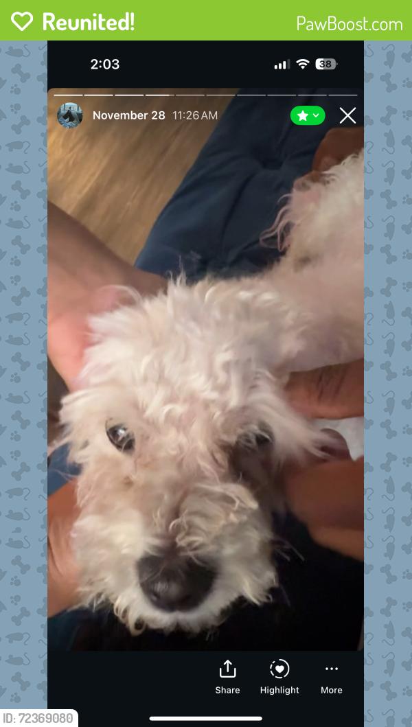 Reunited Female Dog in St. Louis, MO 63112 (ID: 72369080) | PawBoost