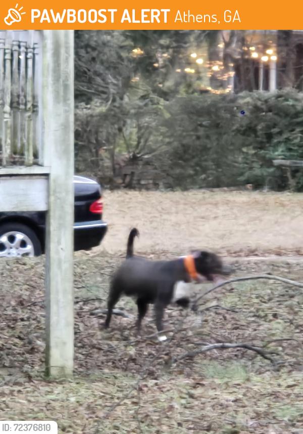 Athens, GA Stray Dog Found Near Water Oak Street | PawBoost