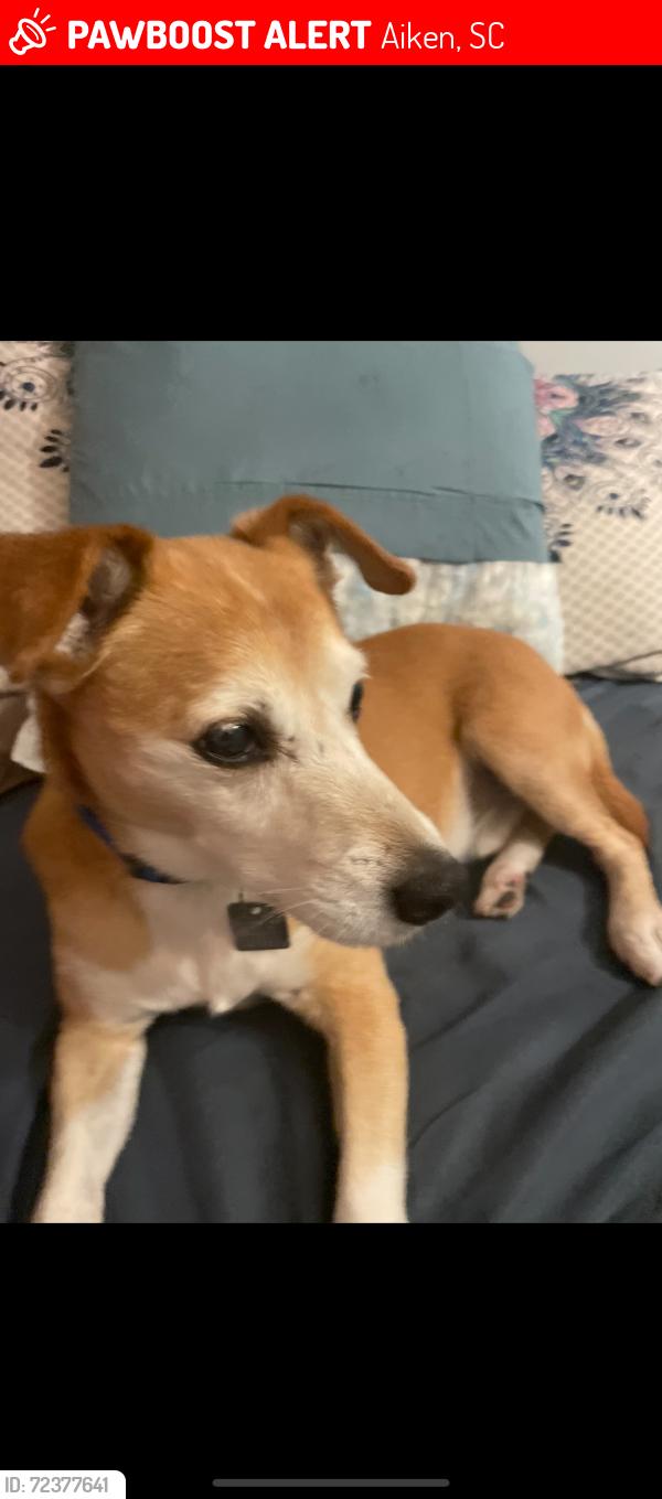 Aiken, SC Lost Male Dog, Neelo Is Missing | PawBoost