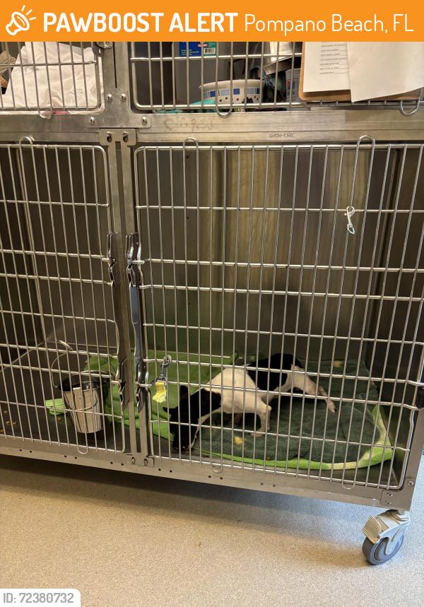 Pompano Beach, FL Stray Female Dog Found Near Sample & Powerline | PawBoost