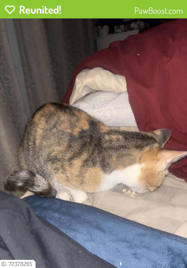Reunited Female Cat in Rahway, NJ 07065 (ID: 72378265) | PawBoost