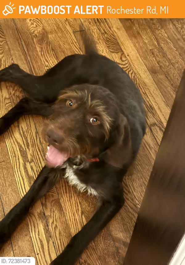 Rochester Rd, MI Stray Male Dog Found Near 15 Mile Road and Rochester ...