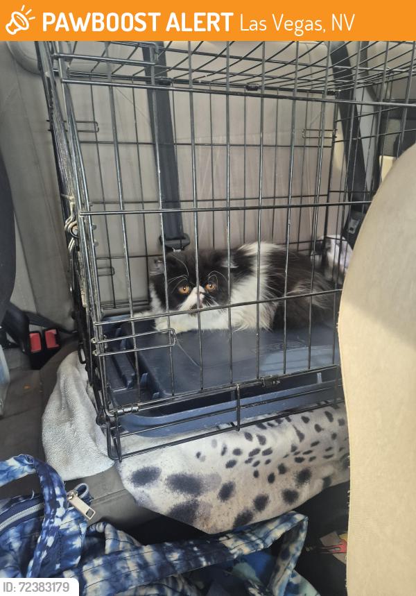 Las Vegas, NV Stray Cat Found Near Lake mead and Hollywood | PawBoost