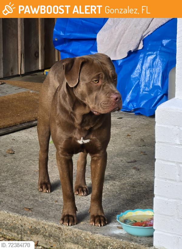 Gonzalez, FL Stray Male Dog Found Near Pauline GOLDENROD Old Chemstrand ...