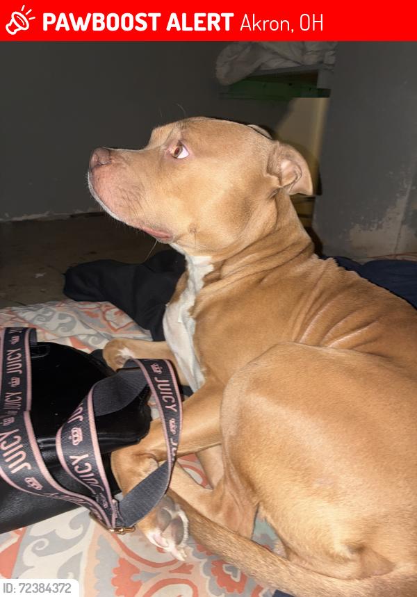 Akron, OH Lost Female Dog, Serenity Is Missing | PawBoost