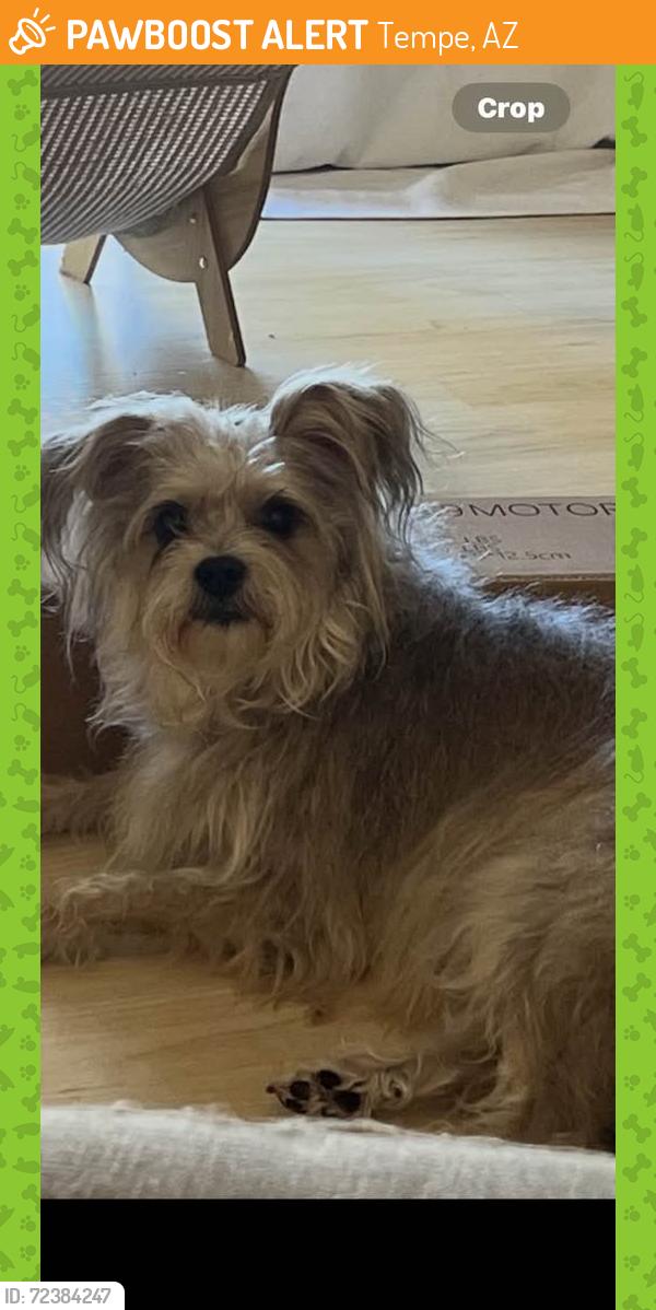 Tempe, AZ Stray Female Dog Found Near McClintock and Baseline Tempe AZ ...