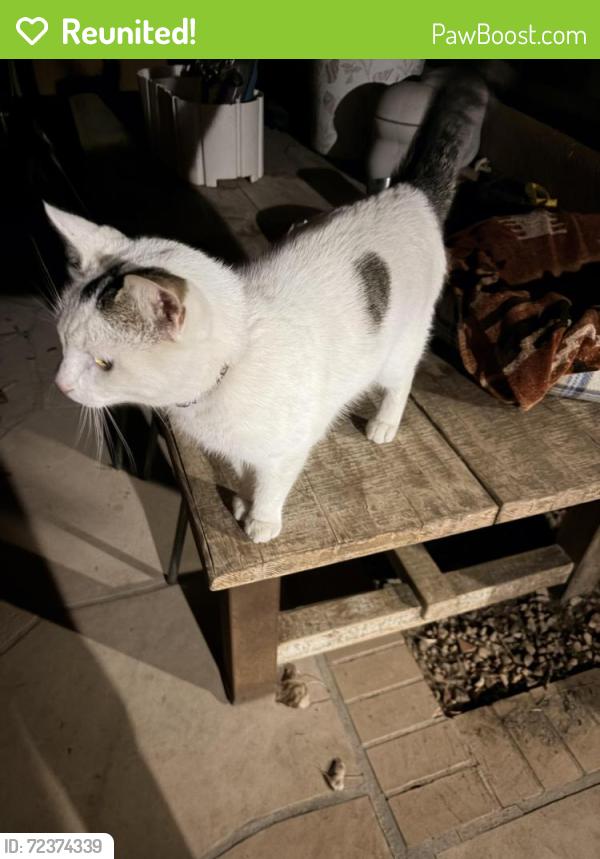 Reunited Cat in Los Ranchos de Albuquerque, NM 87107 (ID: 72374339 ...