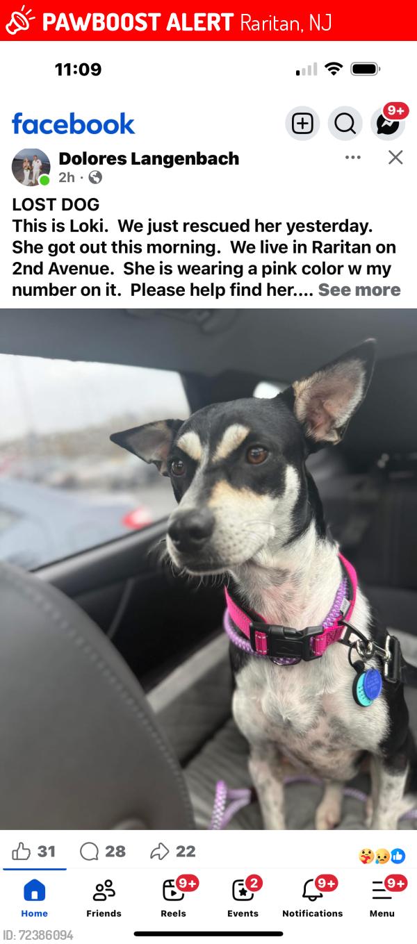 Raritan, NJ Lost Female Dog, Loki Is Missing | PawBoost