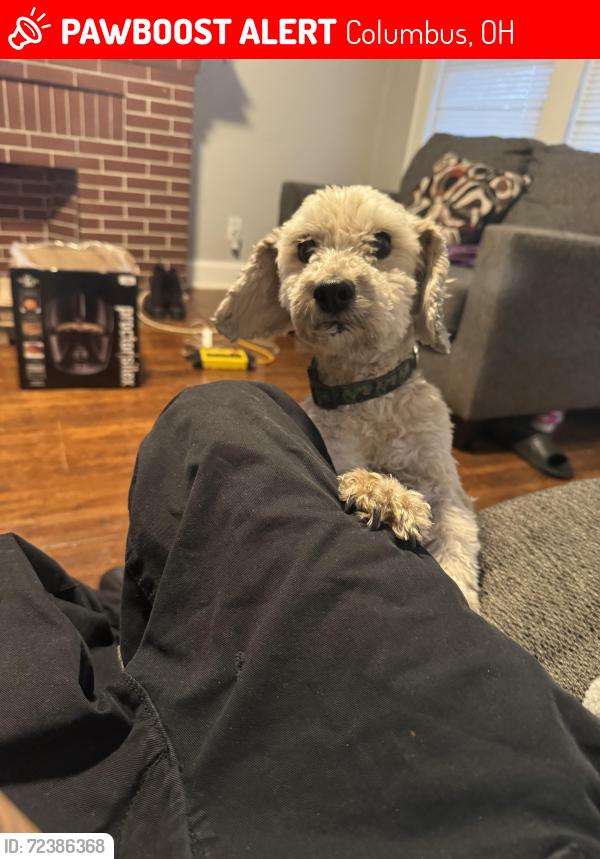 Columbus, OH Lost Male Dog, Ruffles Is Missing | PawBoost