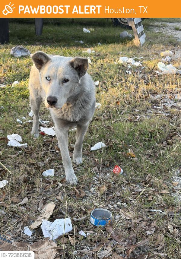 Houston, TX Stray Dog Found Near East 25th st | PawBoost