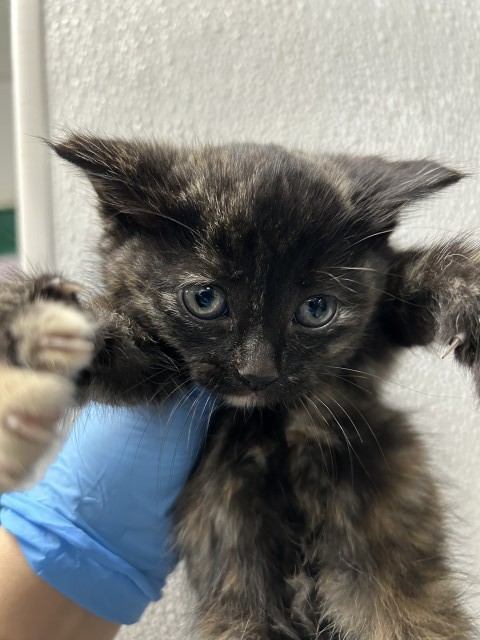 San Bernardino, CA Lost Female Cat, Piggy Sue Is Missing | PawBoost