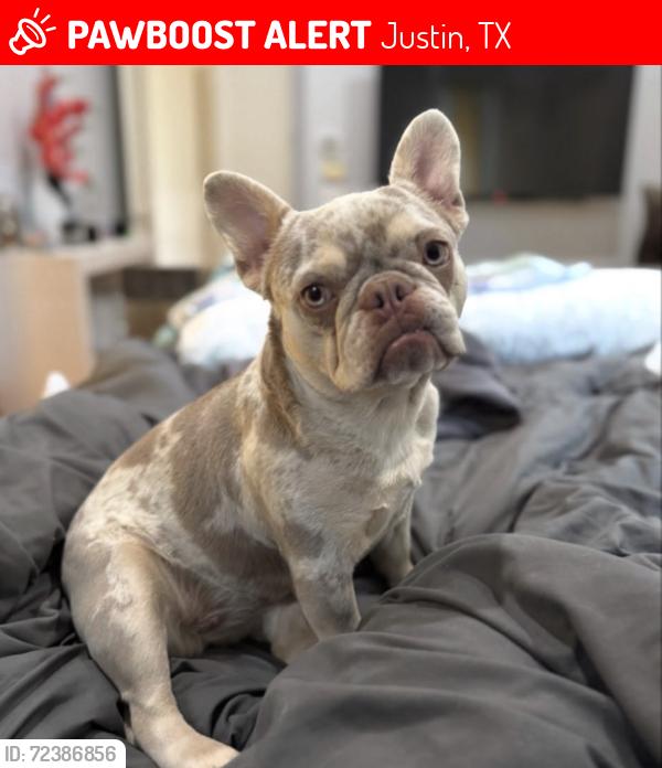 Justin, TX Lost Female Dog, French Fry Is Missing | PawBoost