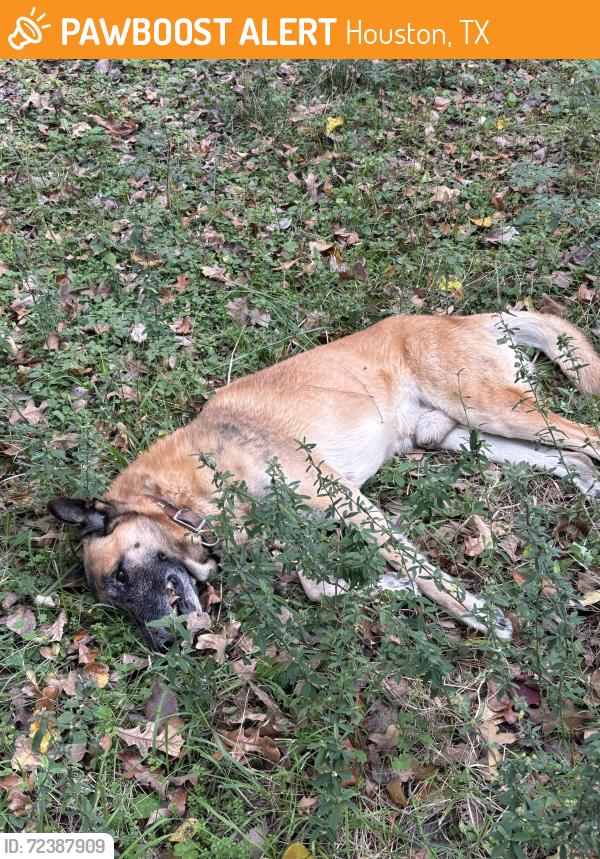 Houston, TX Stray Dog Found Near Going toward Kuykendahl on the right ...