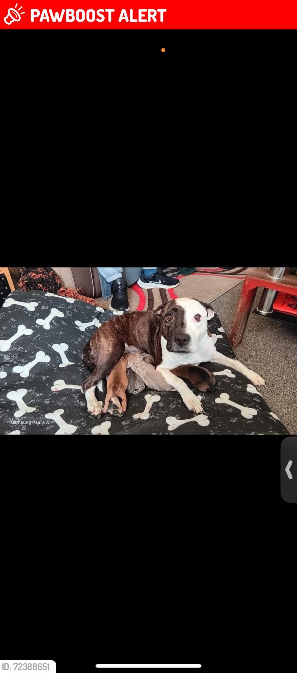 Blackpool, England Lost Female Dog, Riley Is Missing | PawBoost