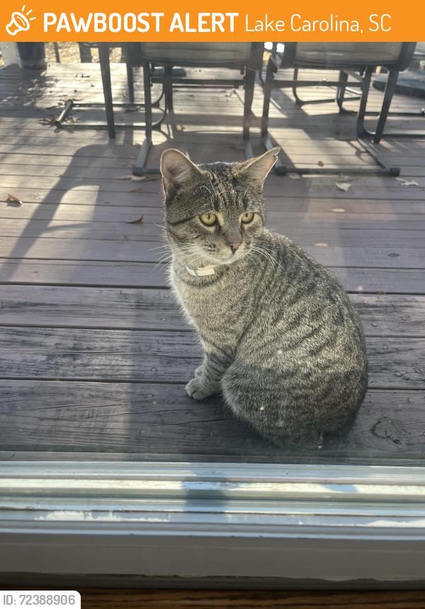 Lake Carolina, SC Stray Male Cat Found Near Harbor vista Drive and ...