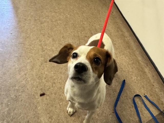 Brentwood, MO Lost Male Dog, Figgy Pudding Is Missing | PawBoost