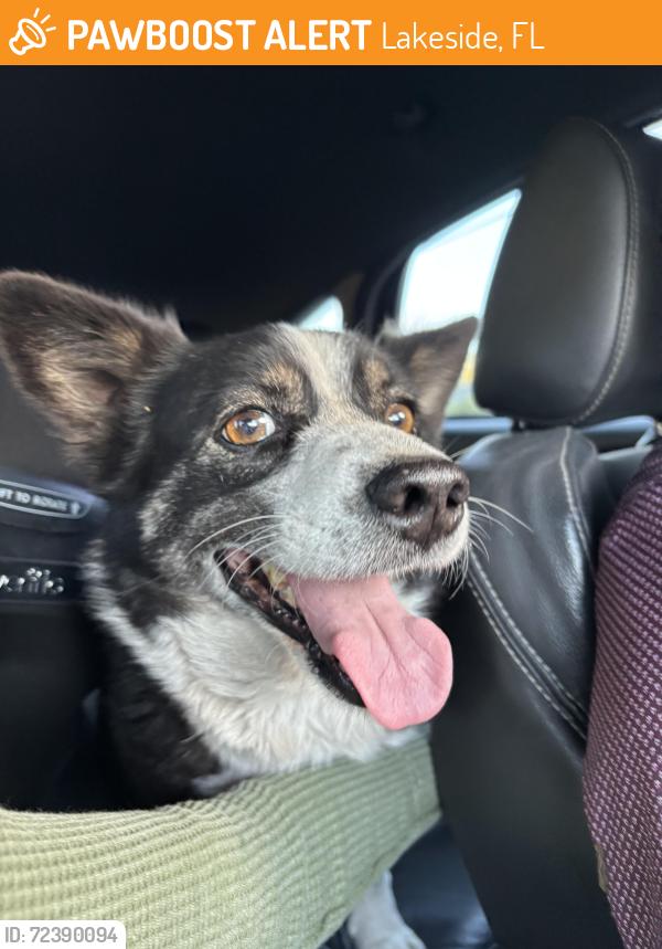 Lakeside, FL Stray Female Dog Found Near Lisa Dawn | PawBoost