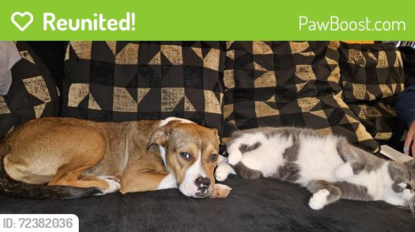 Reunited Female Dog in Spokane, WA 99202 (ID: 72382036) | PawBoost