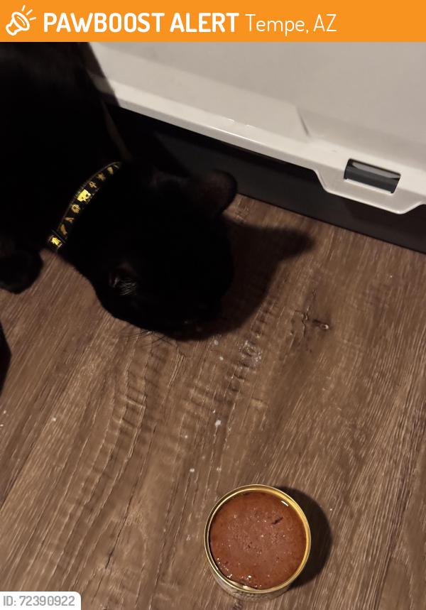 Tempe, AZ Stray Male Cat Found Near Grove pkwy | PawBoost