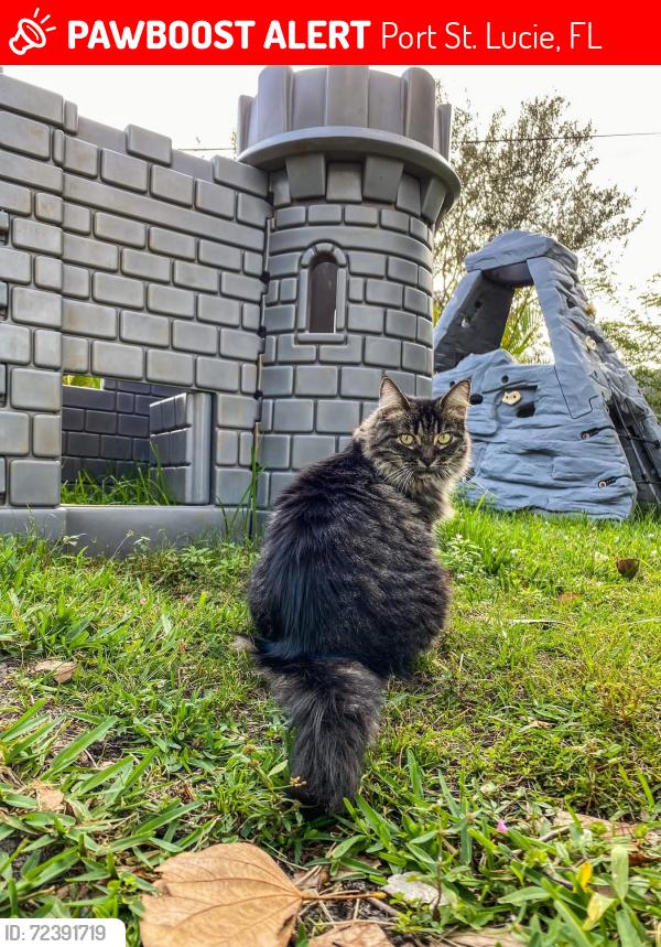 Port St. Lucie, FL Lost Female Cat, Nola Is Missing | PawBoost