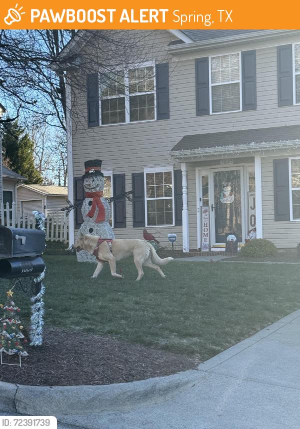 Spring, TX Stray Dog Found Near Windsong Village neighborhood in ...