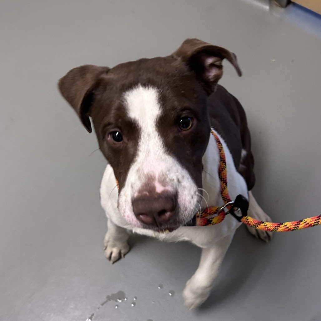 Asheville, NC Lost Male Dog, Elf Is Missing | PawBoost