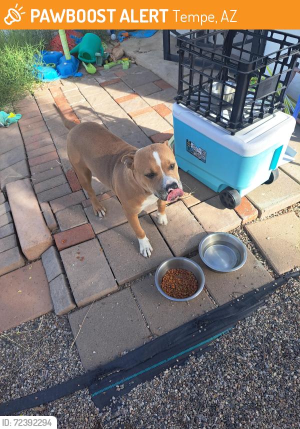 Tempe, AZ Stray Male Dog Found Near Orange st and Dorsey | PawBoost