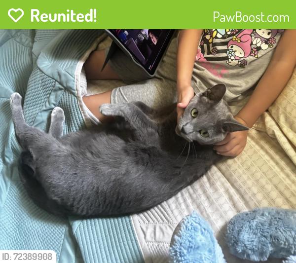 Reunited Female Cat in Inverness, FL 34453 (ID: 72389908) | PawBoost