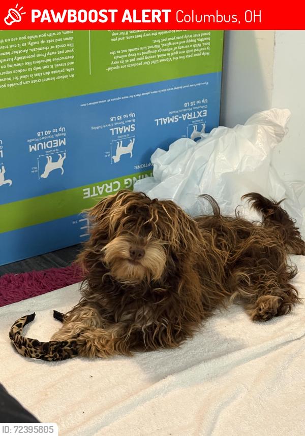 Columbus, OH Lost Female Dog, coco Is Missing | PawBoost