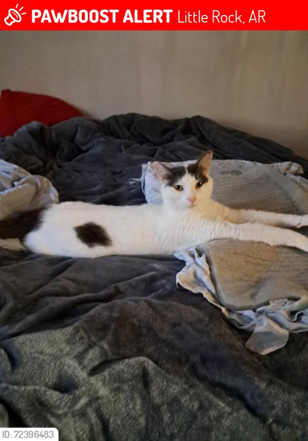 Little Rock, AR Lost Male Cat, Patch Is Missing | PawBoost
