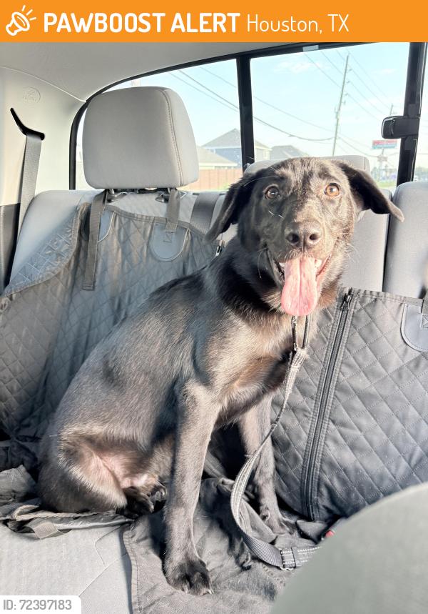 Houston, TX Stray Male Dog Found Near kuykendahl and ella | PawBoost