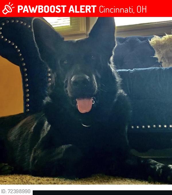 Cincinnati, OH Lost Male Dog, Sam Is Missing | PawBoost