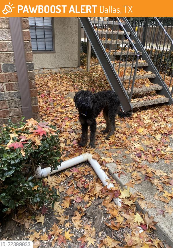 Dallas, TX Stray Male Dog Found Near Dog park | PawBoost