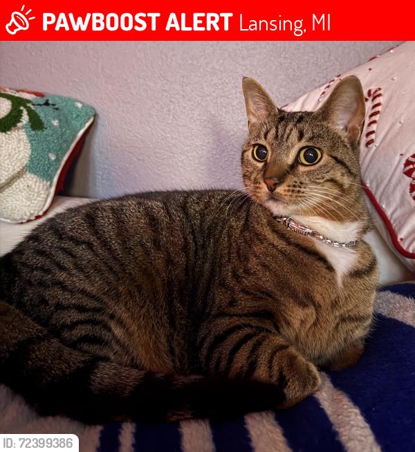 Lansing, MI Lost Female Cat, Mamas Is Missing | PawBoost