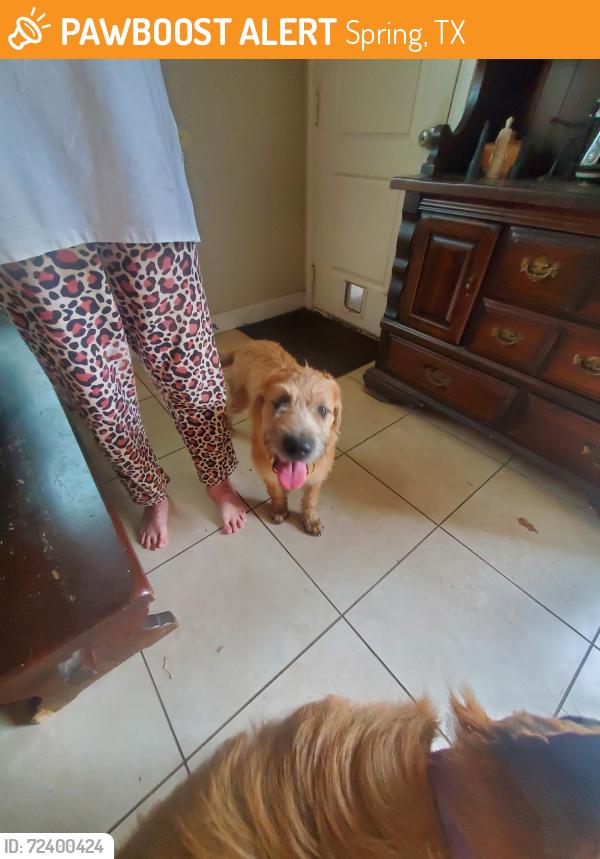Spring, TX Stray Male Dog Found Near Litchfield | PawBoost