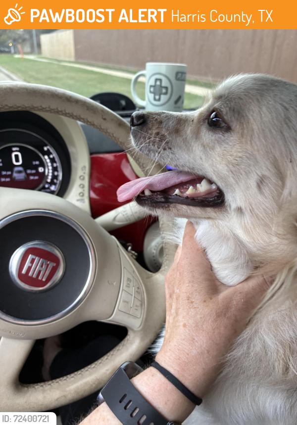 Harris County, TX Stray Male Dog Found Near Dove Meadows | PawBoost