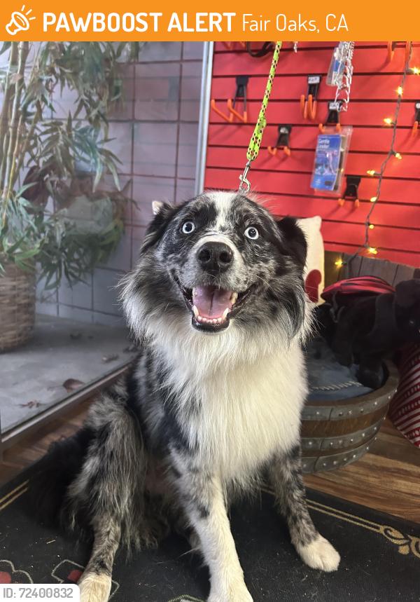 Fair Oaks, CA Stray Dog Found Near Unknown | PawBoost